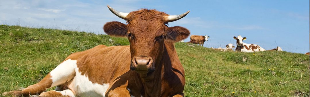 Simmentaler Rind | Fleischerei Roesken